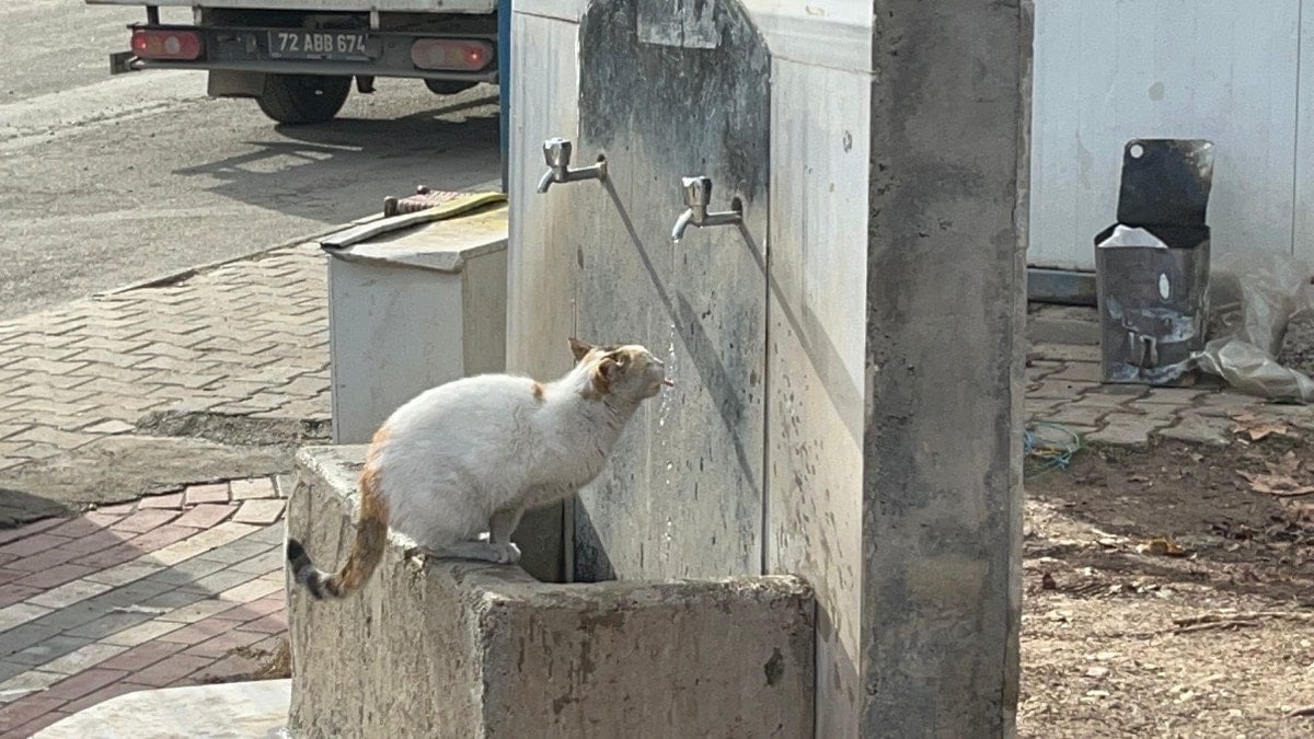 Batman’da susuz kalan kedi, musluktan kana kana su içti - Evos Angels