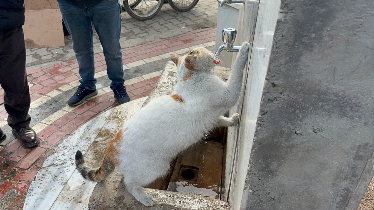 Batman’da susuz kalan kedi, musluktan kana kana su içti - Evos Angels